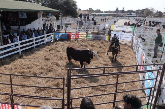 Selección de élite: Se viene la quinta edición del Gran Remate de ...